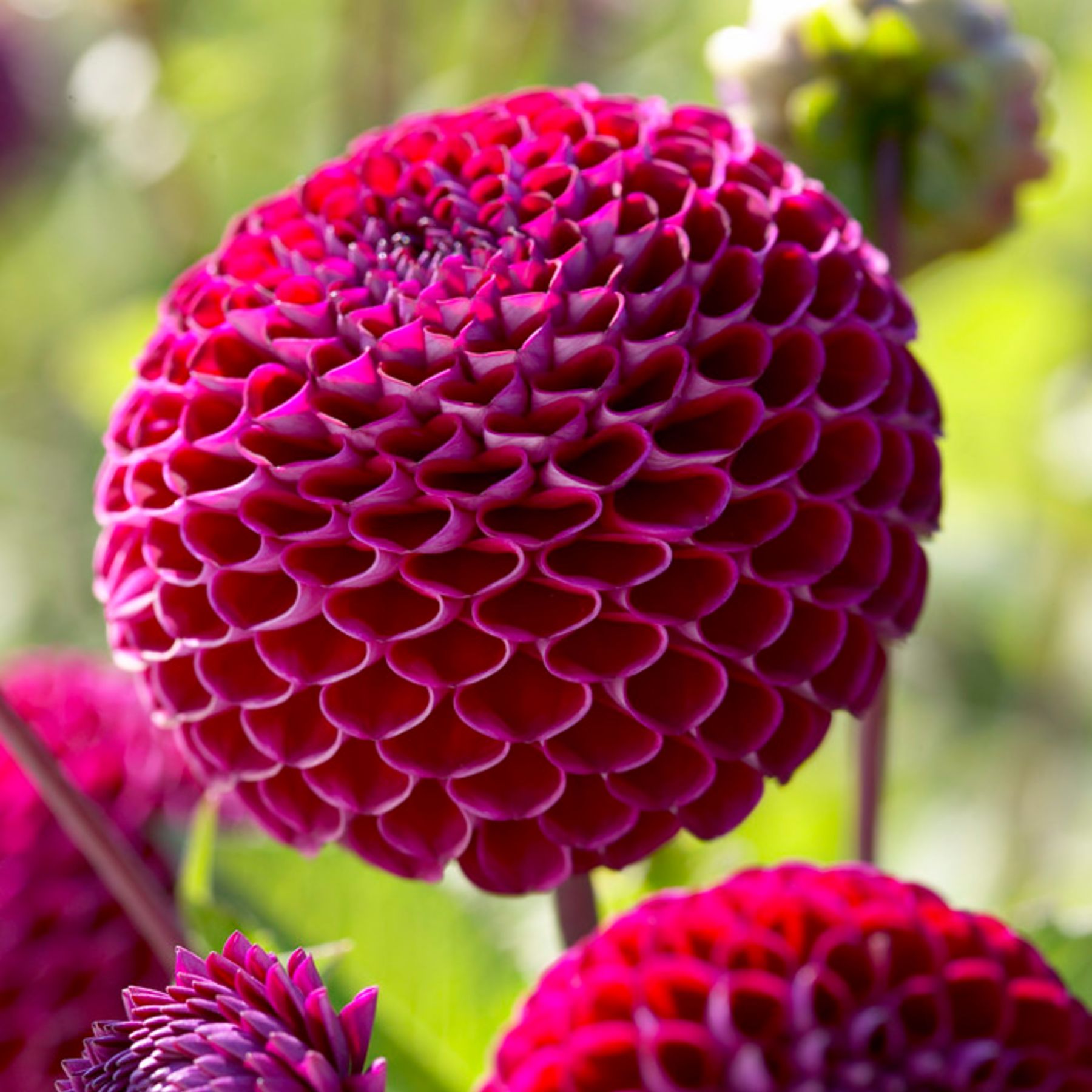 Ivanetti Dahlias | Buy Dahlia Tubers online | Bulbs Direct NZ