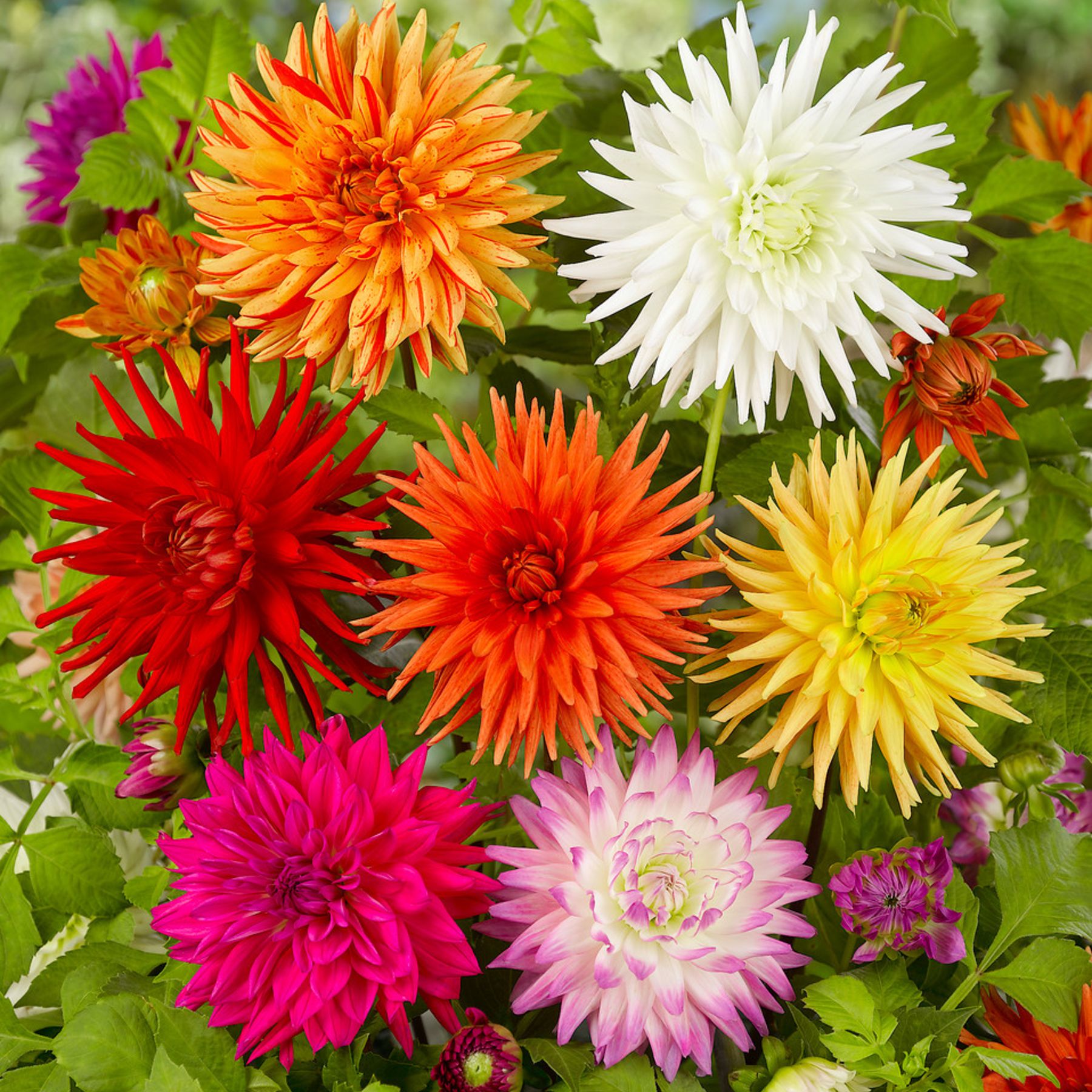 Cactus Dahlia Mix | Order your Dahlia Tubers online - Bulbs Direct NZ