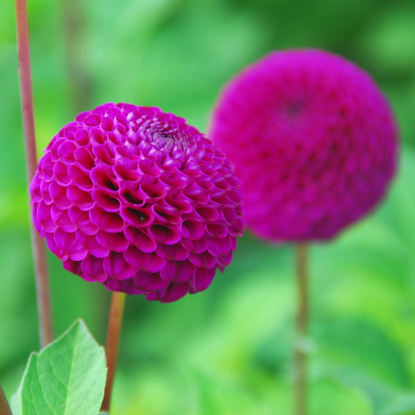 Rocco Dahlias | Order your Dahlia Tubers online - Bulbs Direct NZ