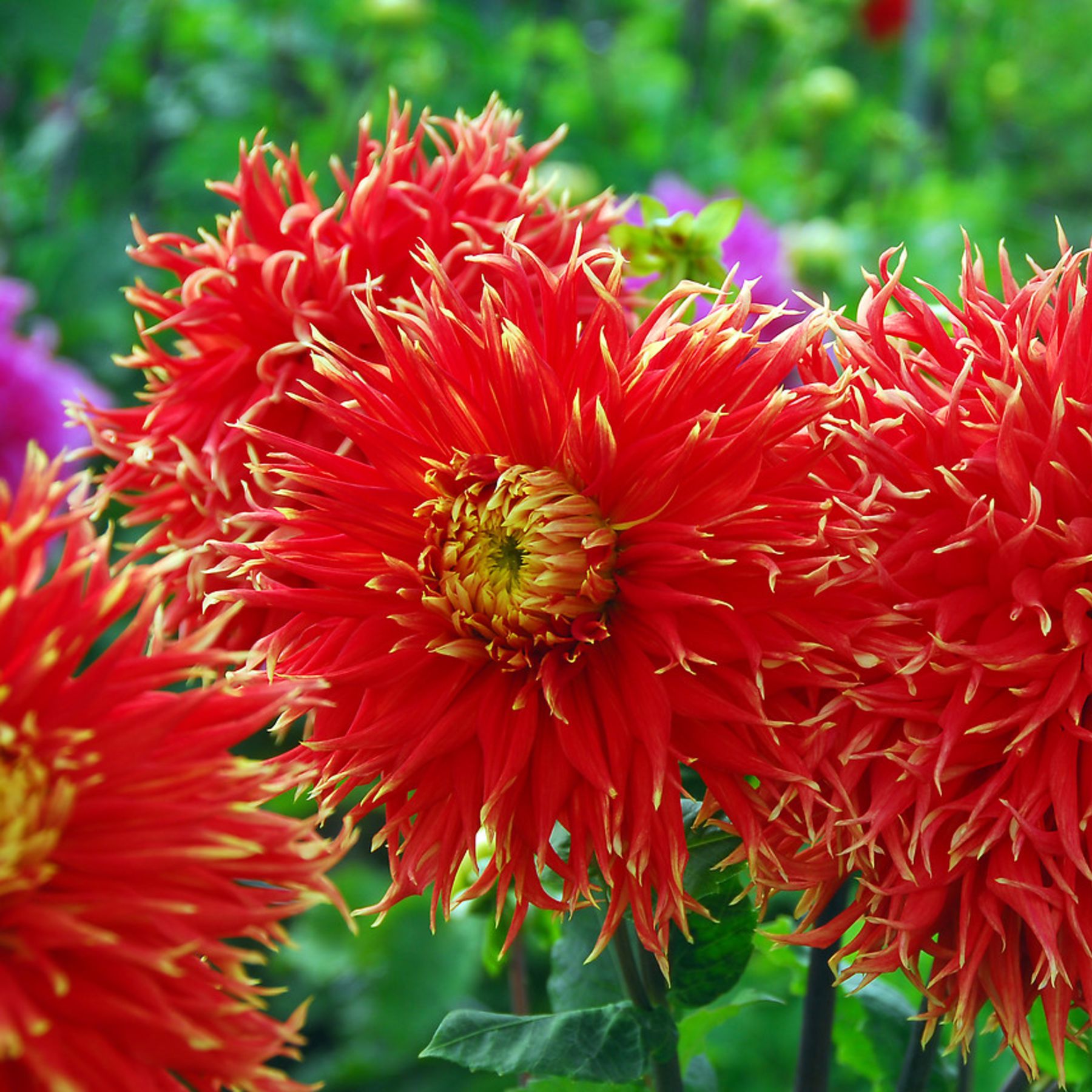 Dahlia Show n Tell | Order your Dahlia Tubers online | Bulbs Direct