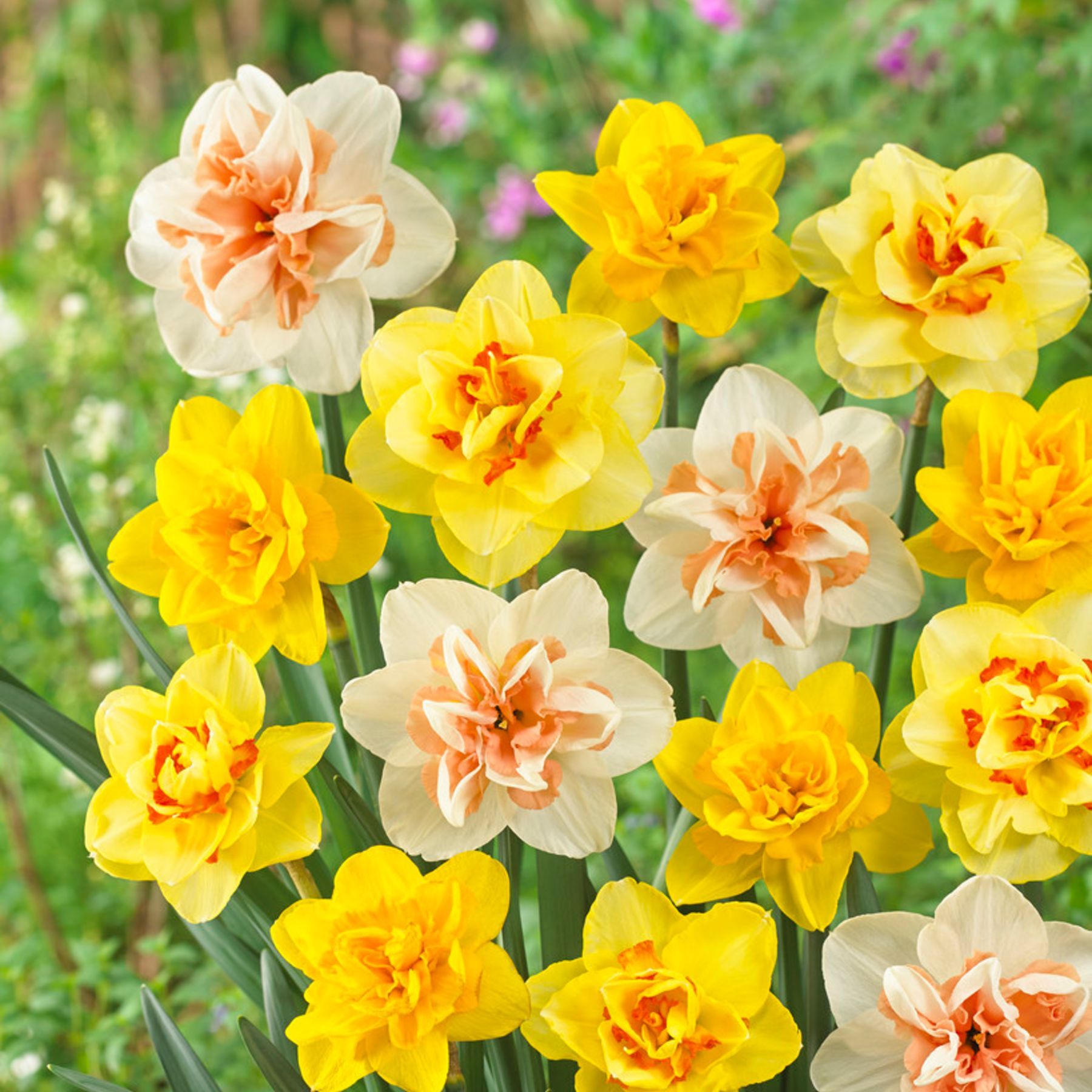 Daffodil Double Mix | Order Daffodil Bulbs online | Bulbs Direct NZ