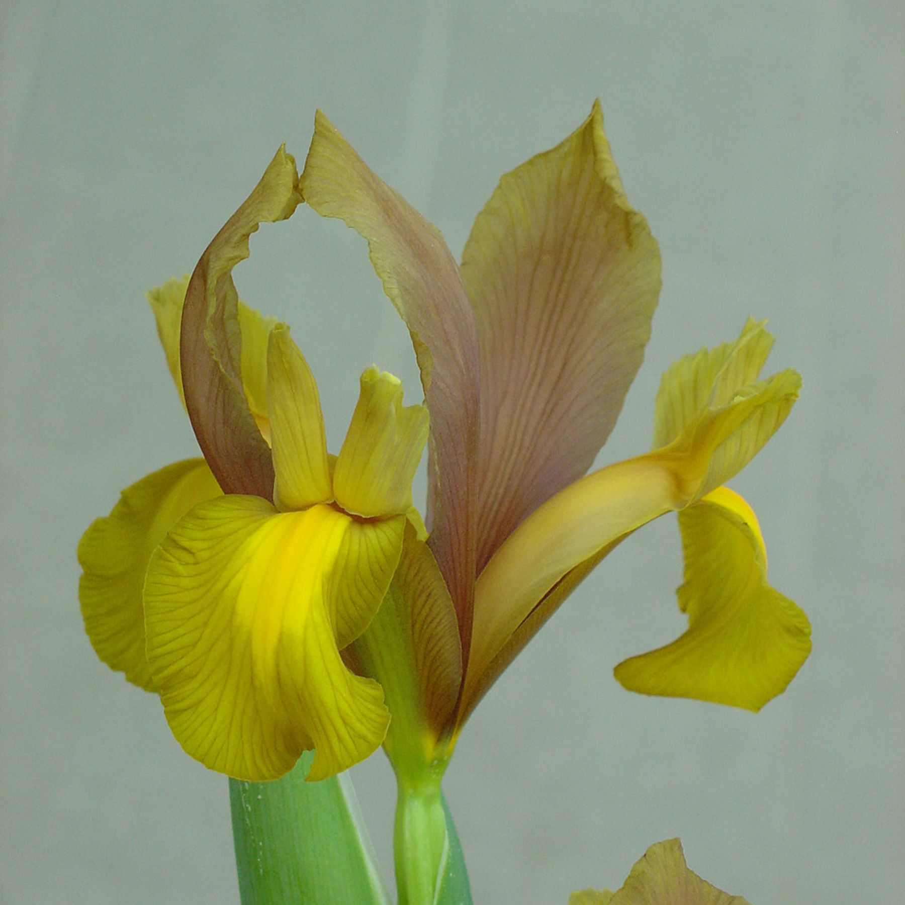Autumn Princess Dutch Iris | Order Iris Bulbs Online | Bulbs Direct NZ