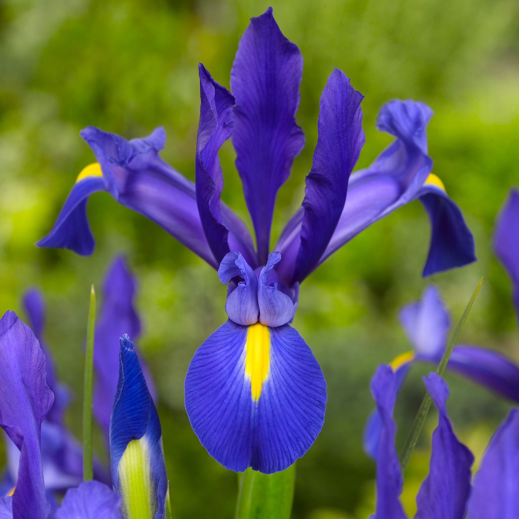 Blue Magic Dutch Iris | Order Dutch Iris Bulbs Online | Bulbs Direct