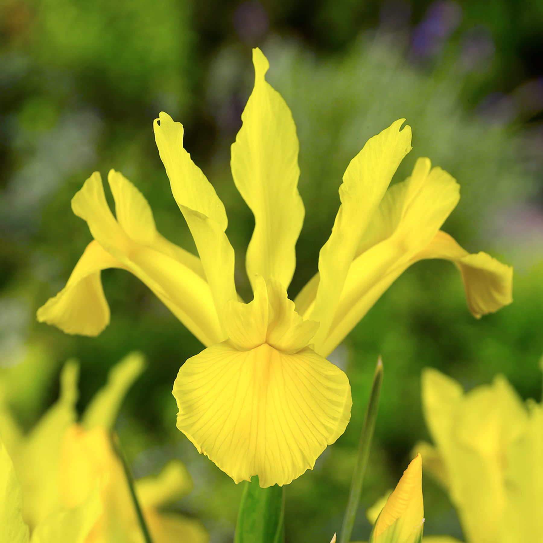 Golden Beauty Dutch Iris | Order Iris Bulbs Online | Bulbs Direct