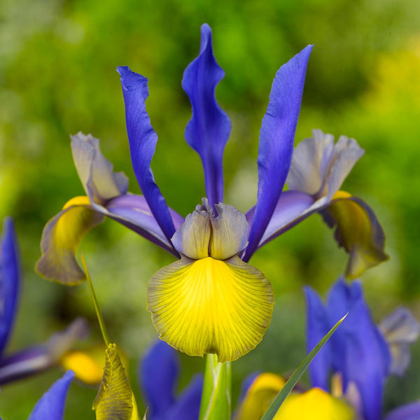 Full Sun Flower Bulbs | Bulbs Direct NZ – Page 2