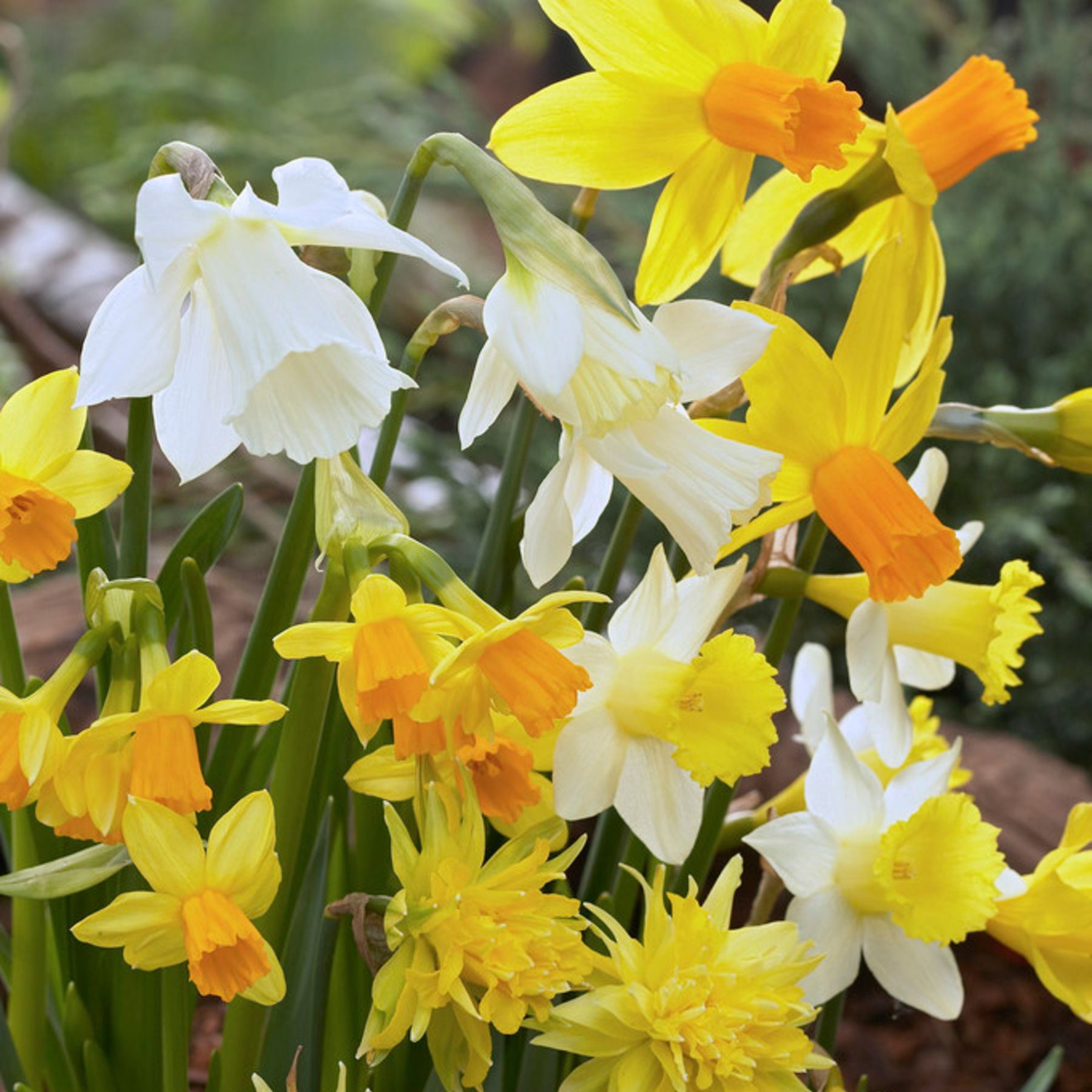 Dwarf Mix Daffodils | Order Daffodil Bulbs online | Bulbs Direct NZ