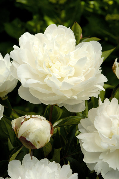 Elsa Sass Peony | Order your Peonies online | Bulbs Direct NZ