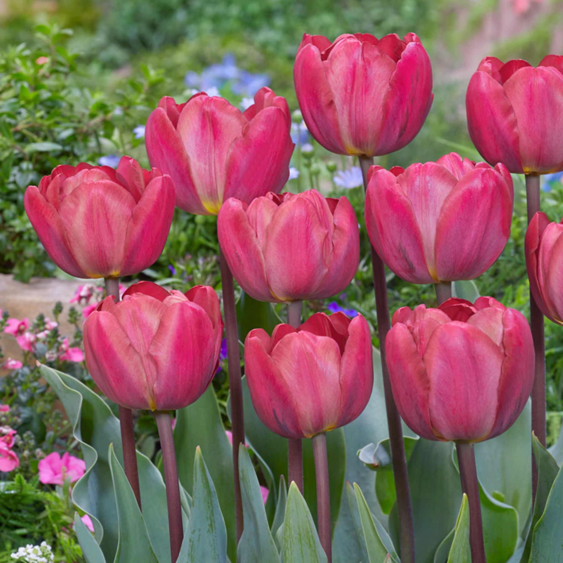 Ridgedale Tulips | Order Peony Tulips online | Bulbs Direct NZ