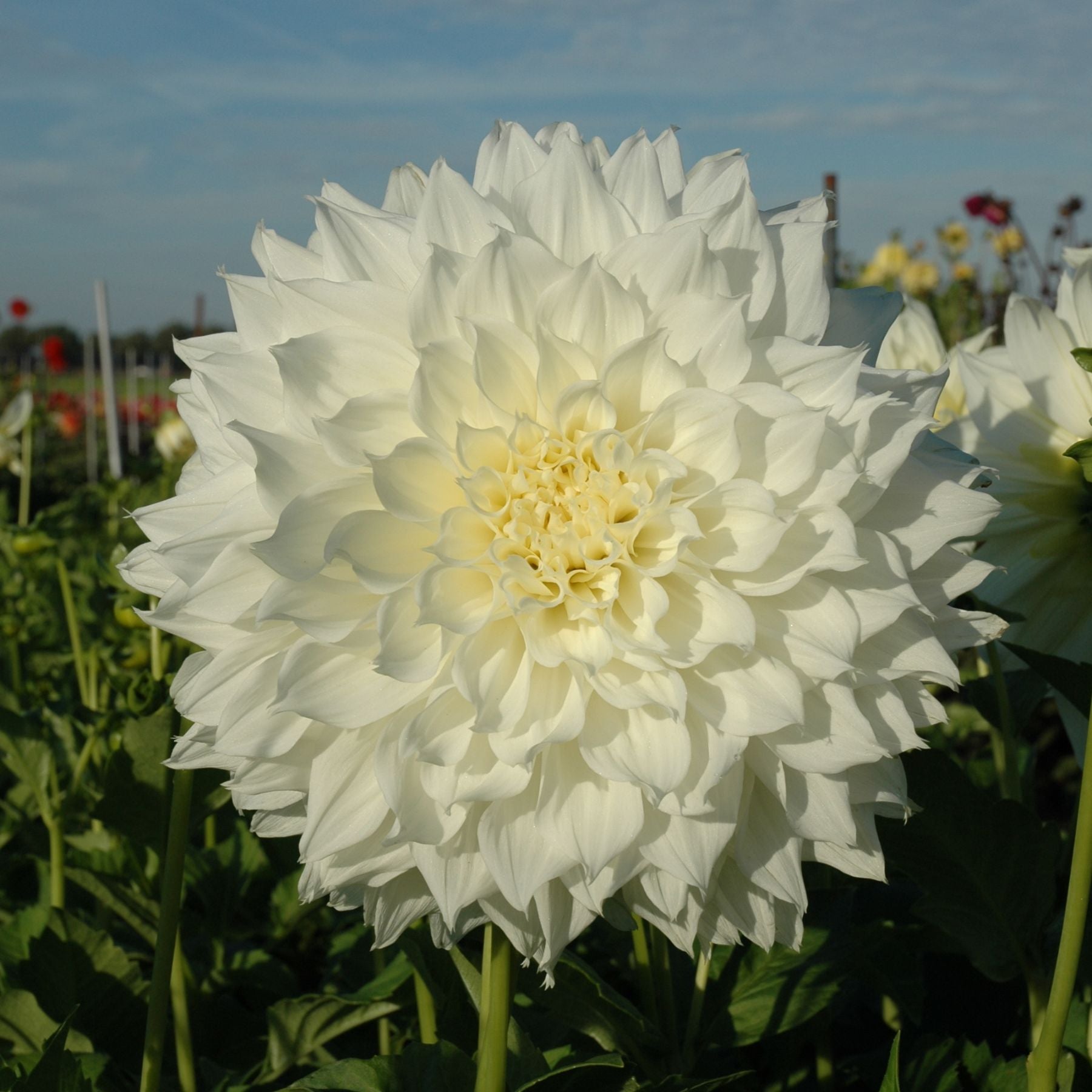 Fleurel Dahlias | Buy Dahlia Tubers online | Bulbs Direct NZ