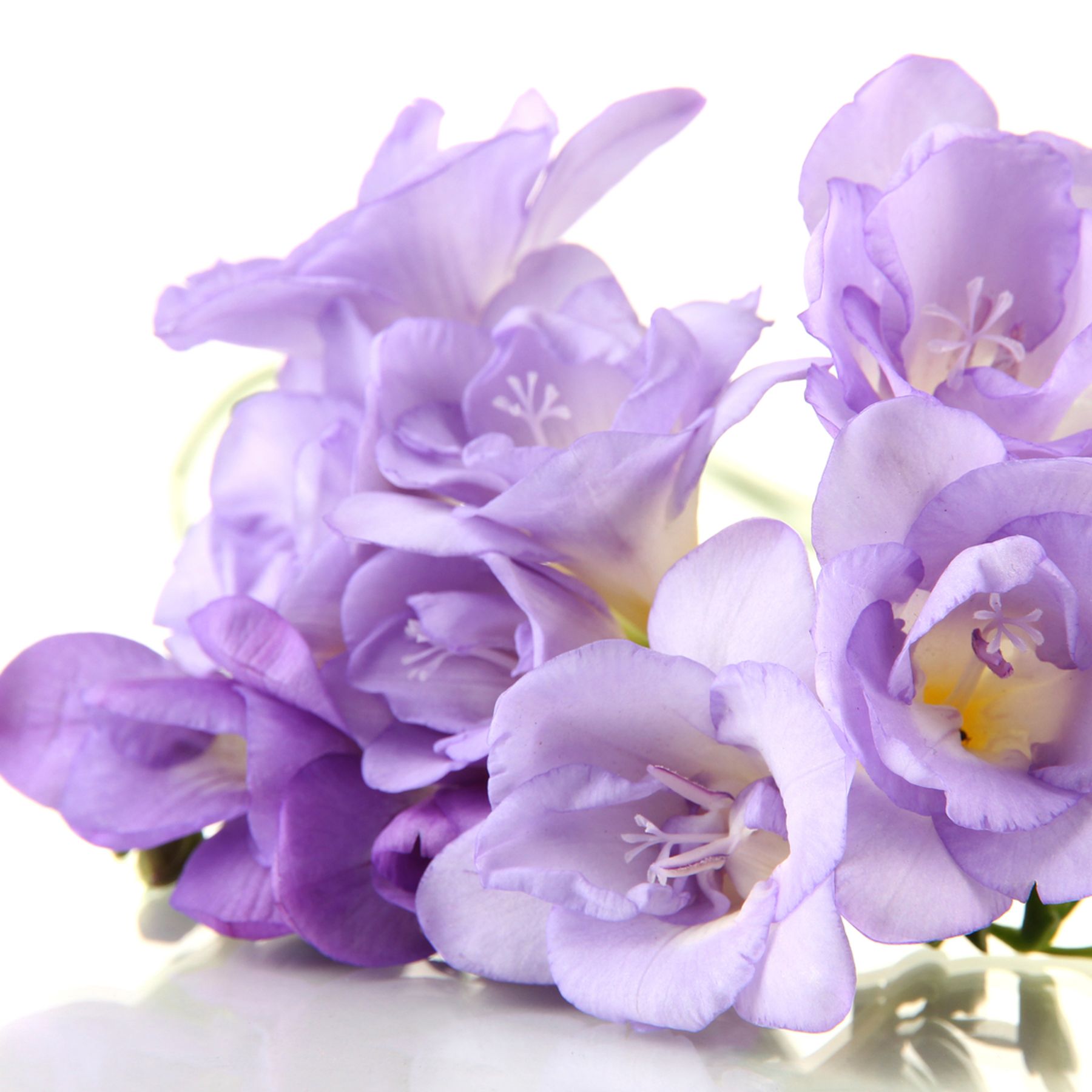 Blue Navy Freesia | Order Freesia Bulbs Online | Bulbs Direct NZ