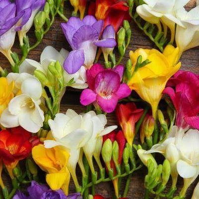Freesia Single Mixed | Order Freesia Bulbs Online | Bulbs Direct NZ