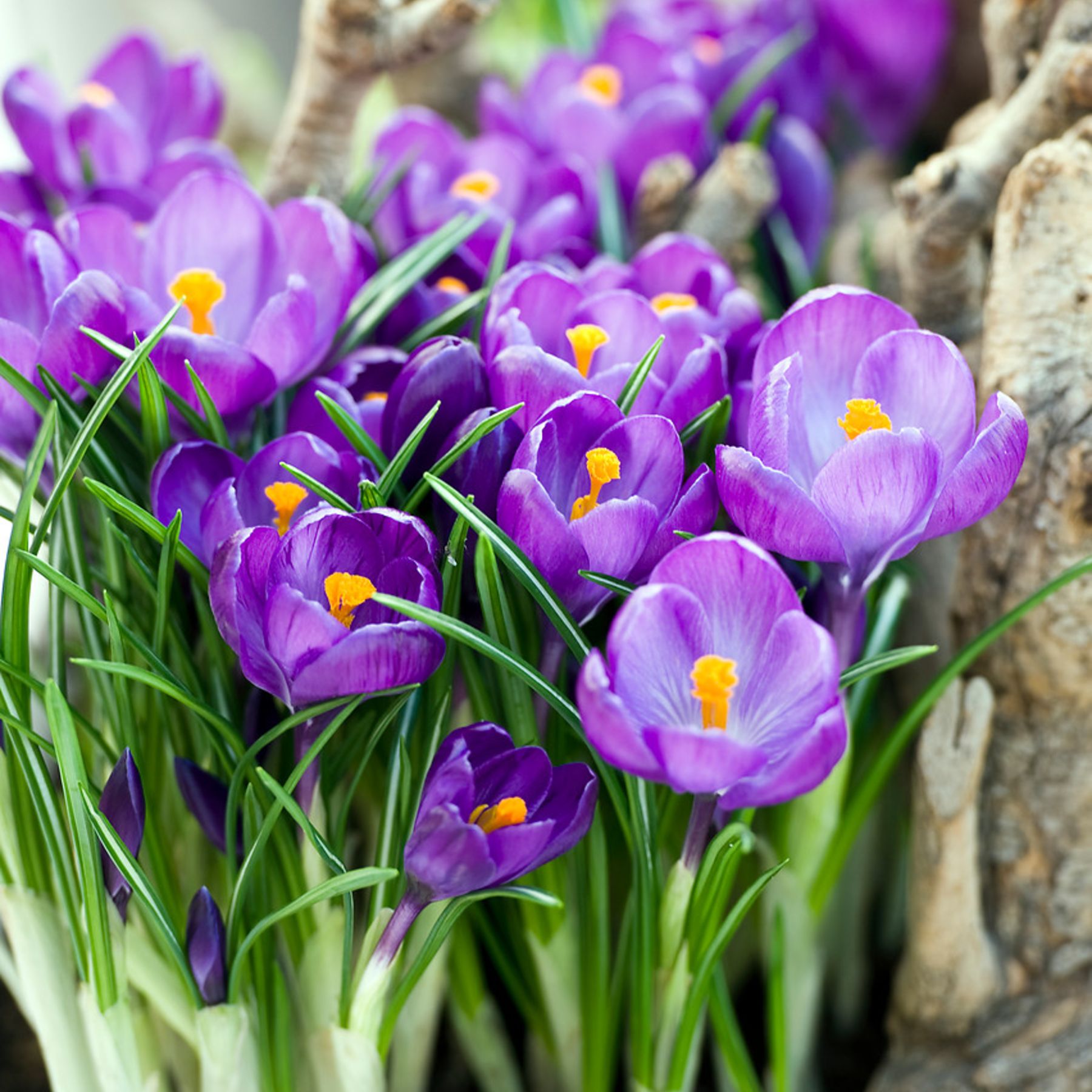 Flower Record Crocus | Order Crocus Bulbs online | Bulbs Direct NZ