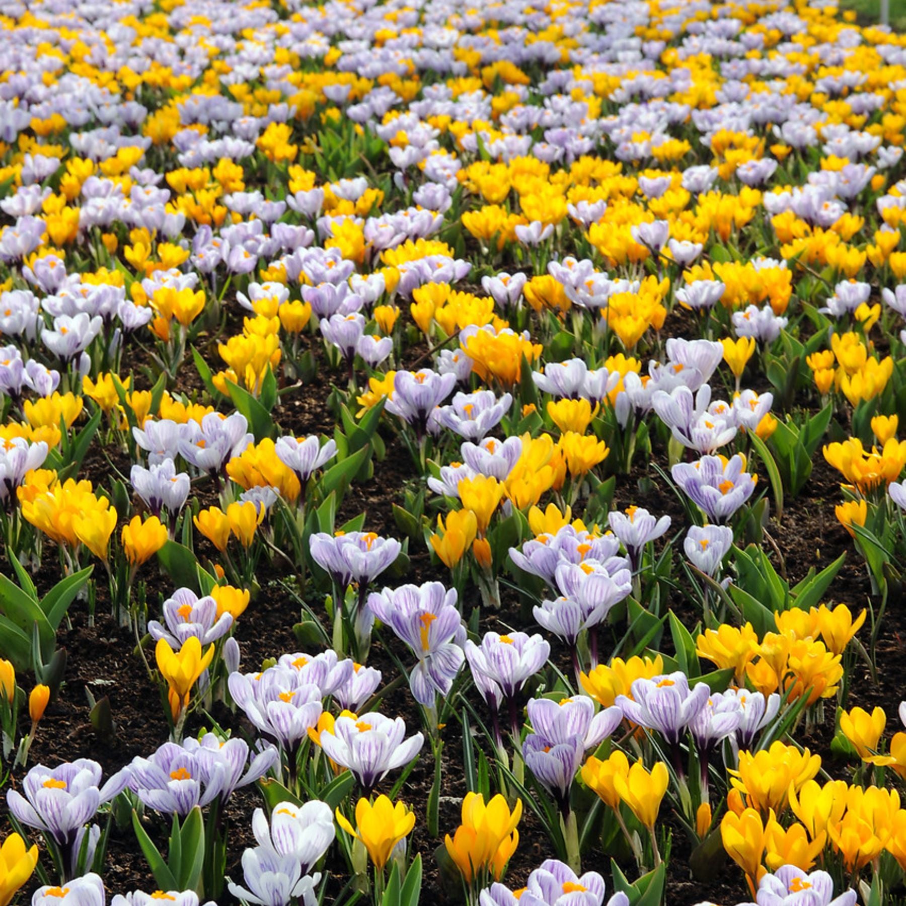Giant Mixed Crocus | Order Crocus Bulbs online | Bulbs Direct NZ