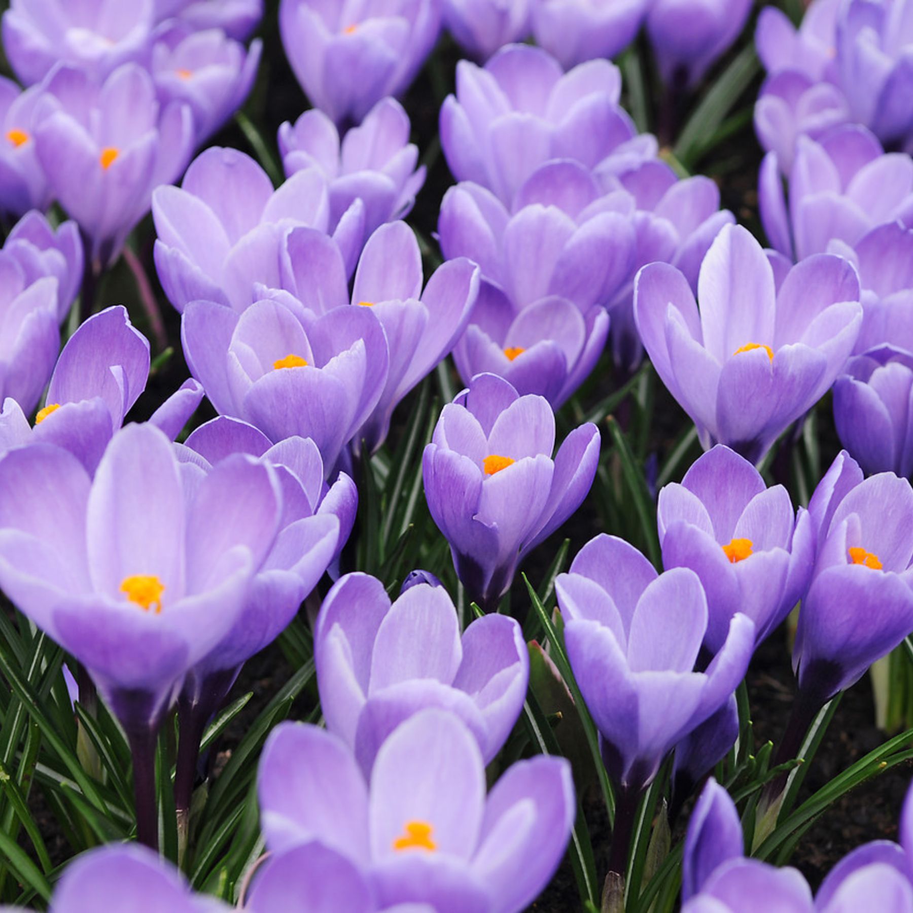 Vanguard Crocus | Buy Giant Crocus Bulbs online | Bulbs Direct NZ