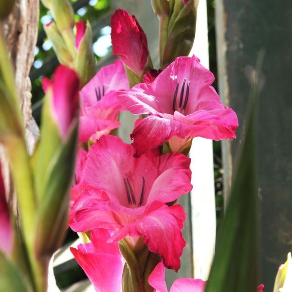 Titanic Gladioli | Order Gladioli Bulbs online - Bulbs Direct NZ