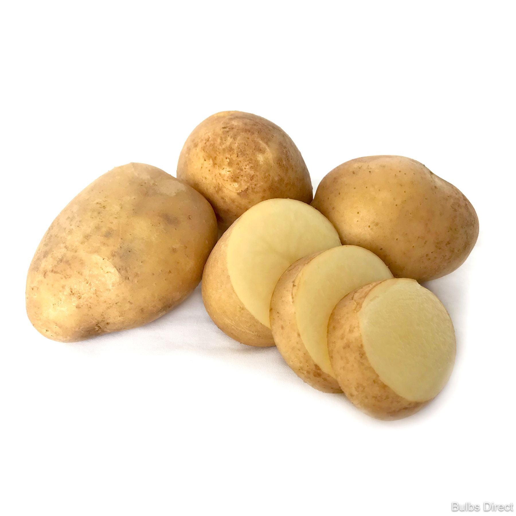 Haylo Seed Potato | Buy Seed Potatoes online | Bulbs Direct