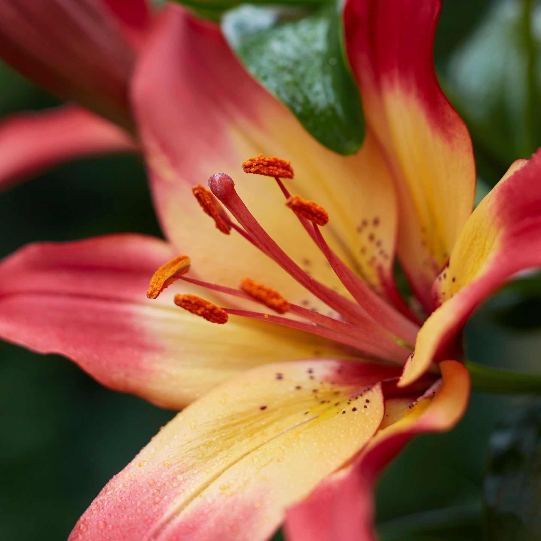 Heartstrings Asiatic Lily | Order Lily Bulbs online | Bulbs Direct NZ
