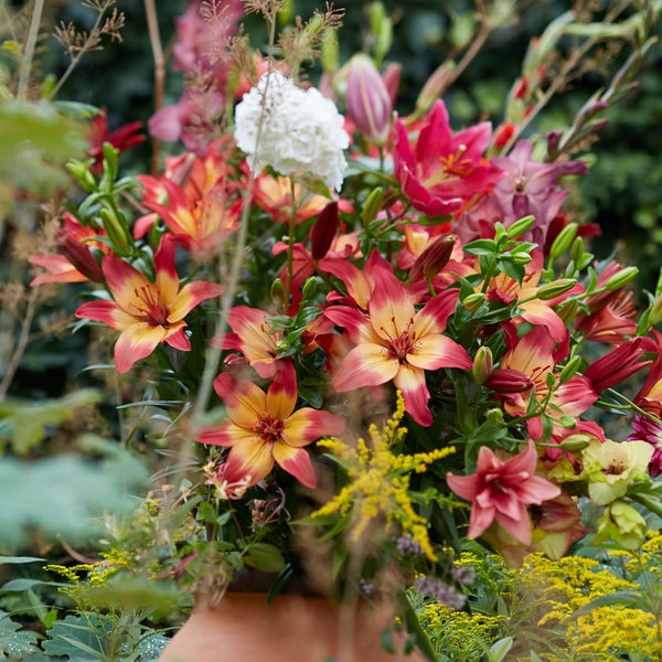 Heartstrings Asiatic Lily | Order Lily Bulbs online | Bulbs Direct NZ