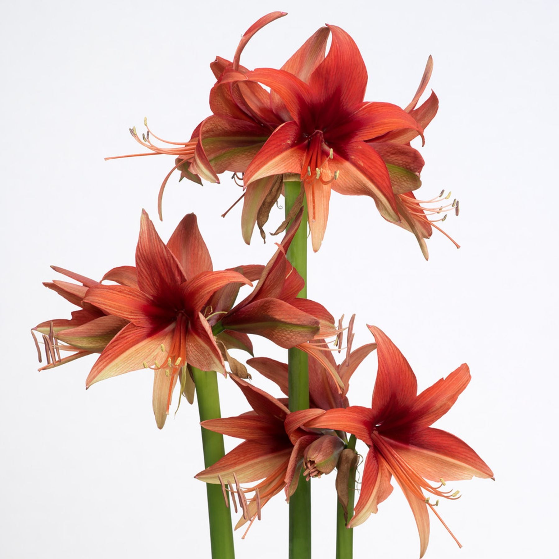 Bogota Hippeastrum | Order Hippeastrum Bulbs online - Bulbs Direct NZ