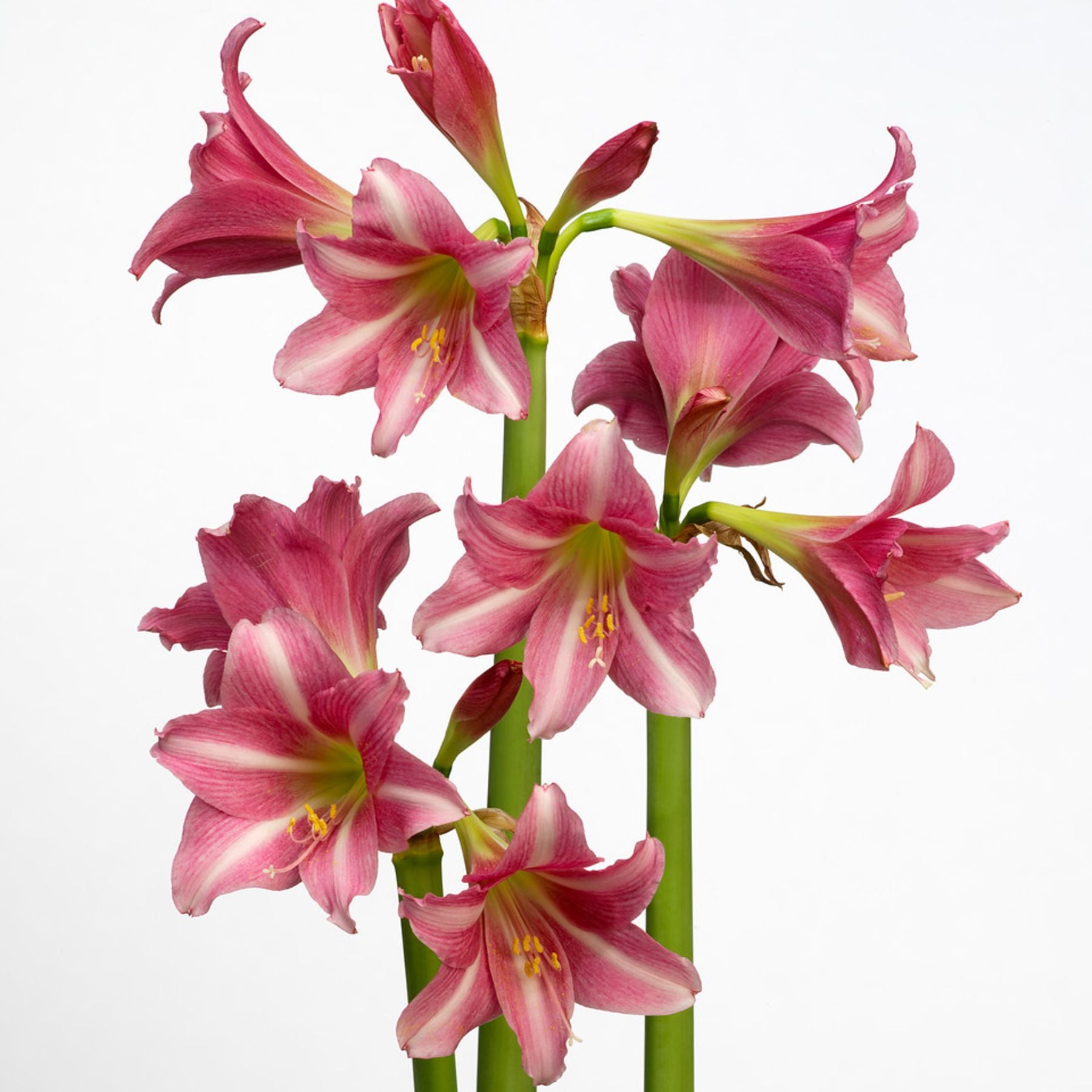 Neon Hippeastrum | Order Hippeastrum Bulbs online - Bulbs Direct NZ