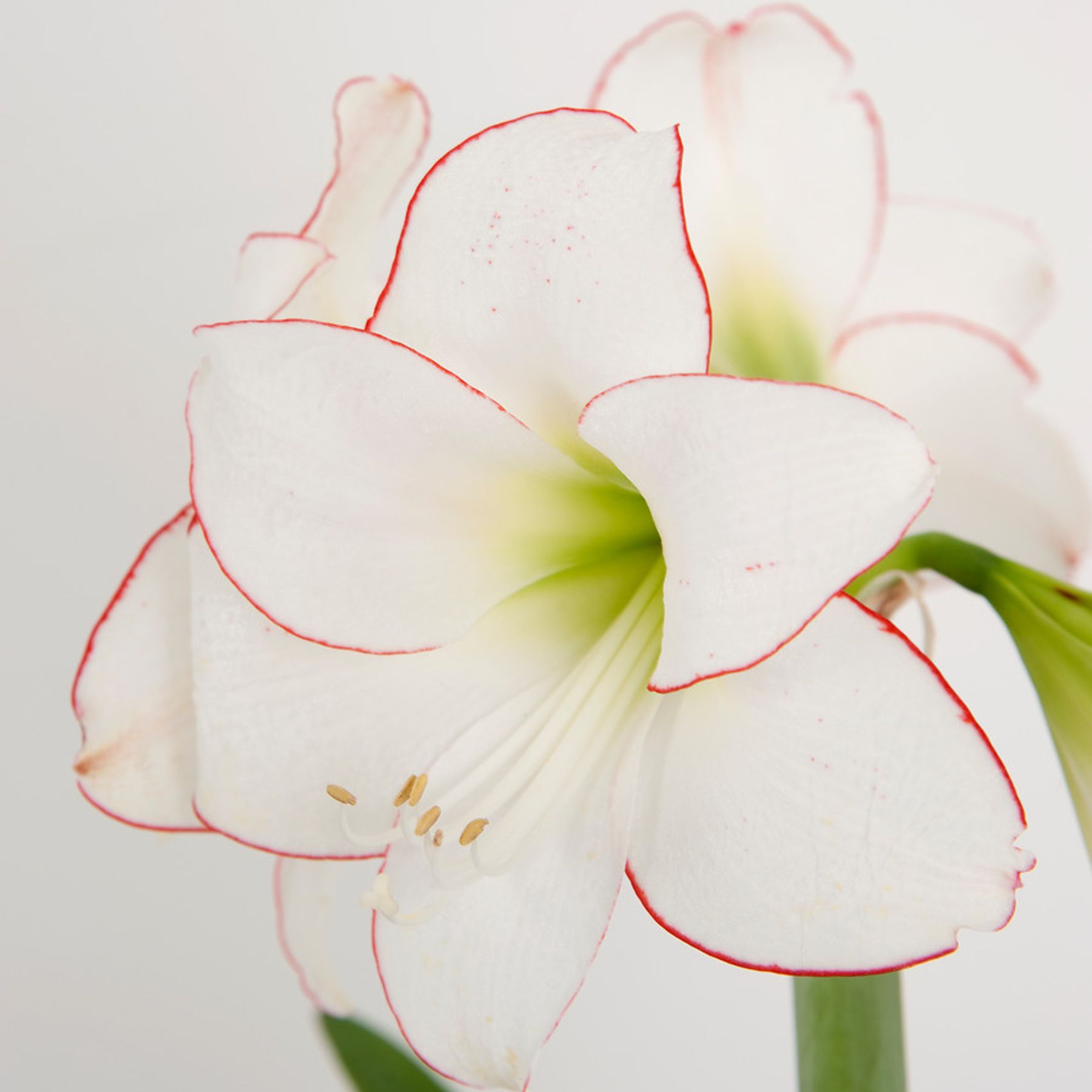 Picotee – Bulbs Direct