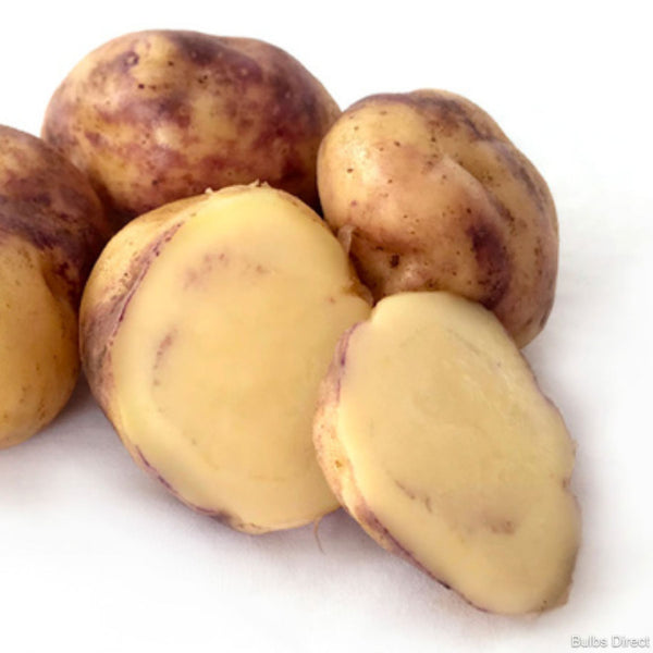 Huakaroro Maori Seed Potato | Buy Seed Potatoes online | Bulbs Direct