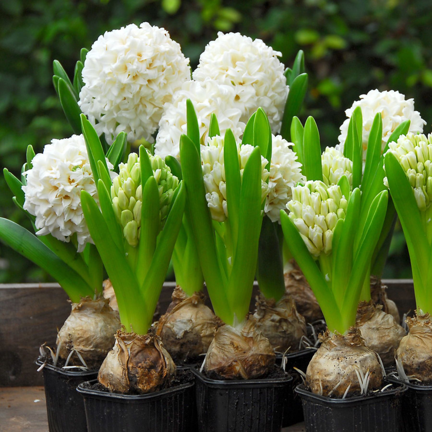 Top White Hyacinth | Order Hyacinth Bulbs online | Bulbs Direct NZ