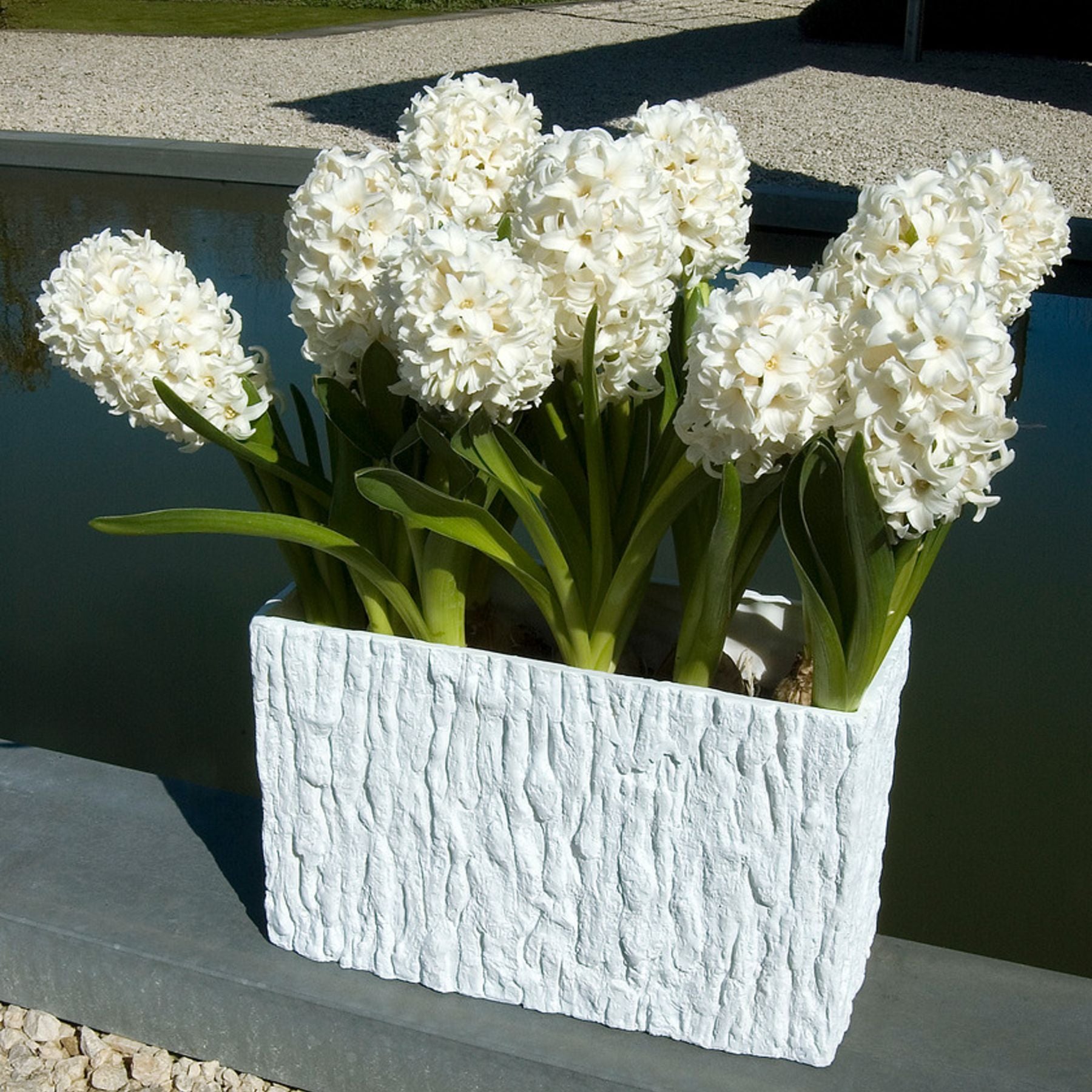 Snow Crystal Hyacinth | Order Hyacinth Bulbs online | Bulbs Direct NZ