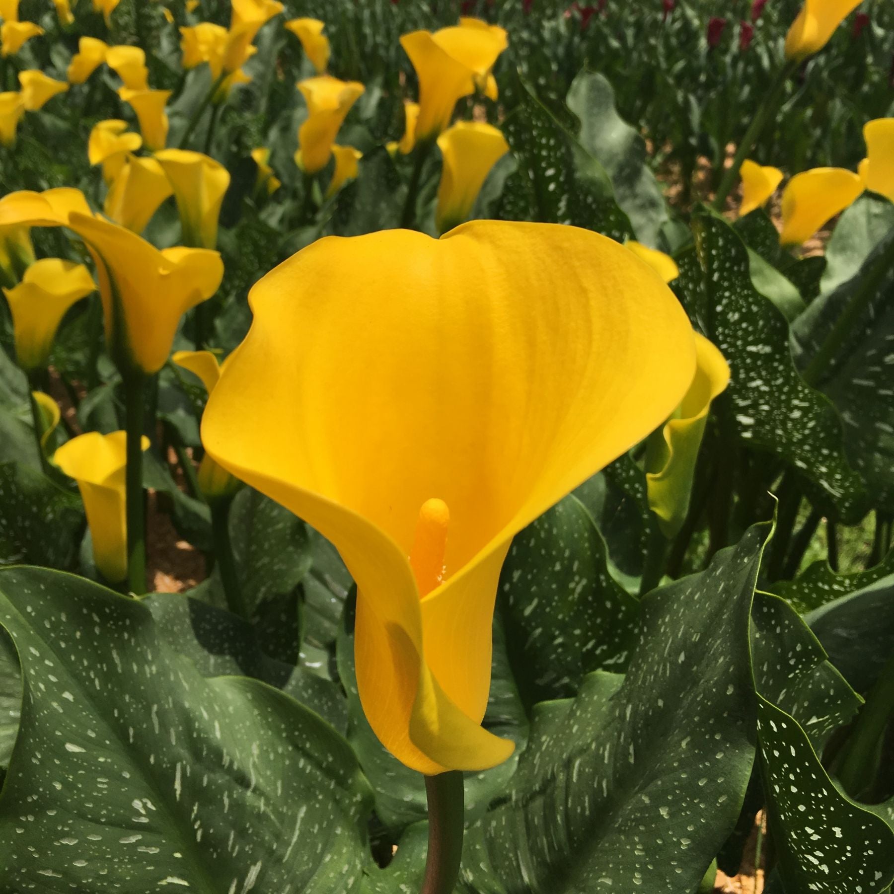 Gold Giant Calla | Order Calla Lily Bulbs online - Bulbs Direct NZ