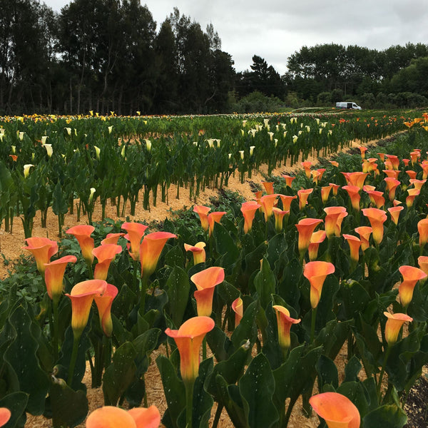 Lady Marmalade Calla | Order Calla Lily Bulbs online - Bulbs Direct NZ
