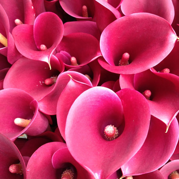 Orient Express Calla Lily | Order Calla Bulbs online | Bulbs Direct NZ