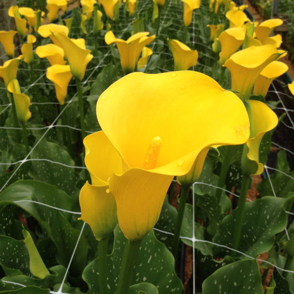 Gold Giant Calla | Order Calla Lily Bulbs online - Bulbs Direct NZ
