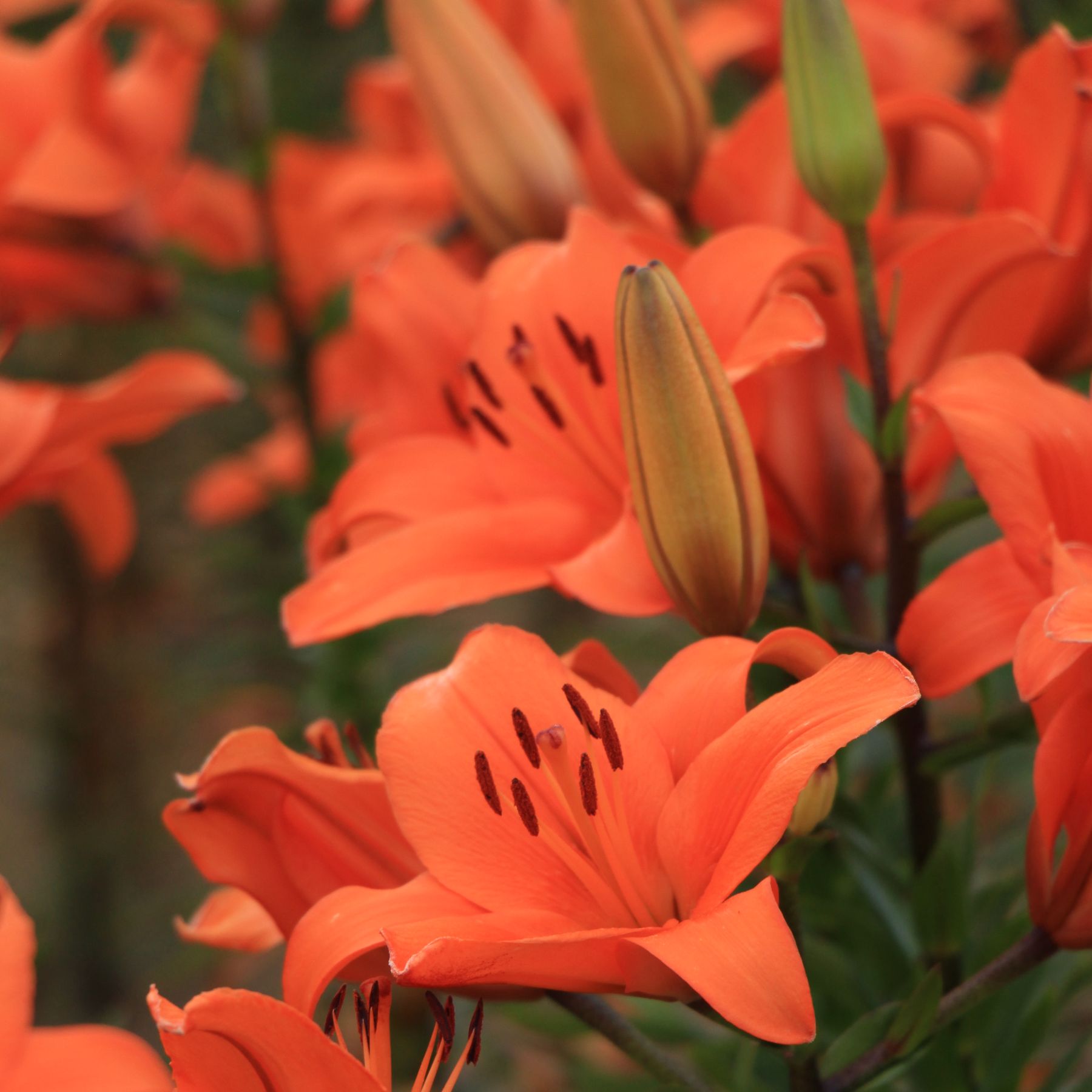 Brunello Asiatic Lily | Order Lily Bulbs online | Bulbs Direct NZ