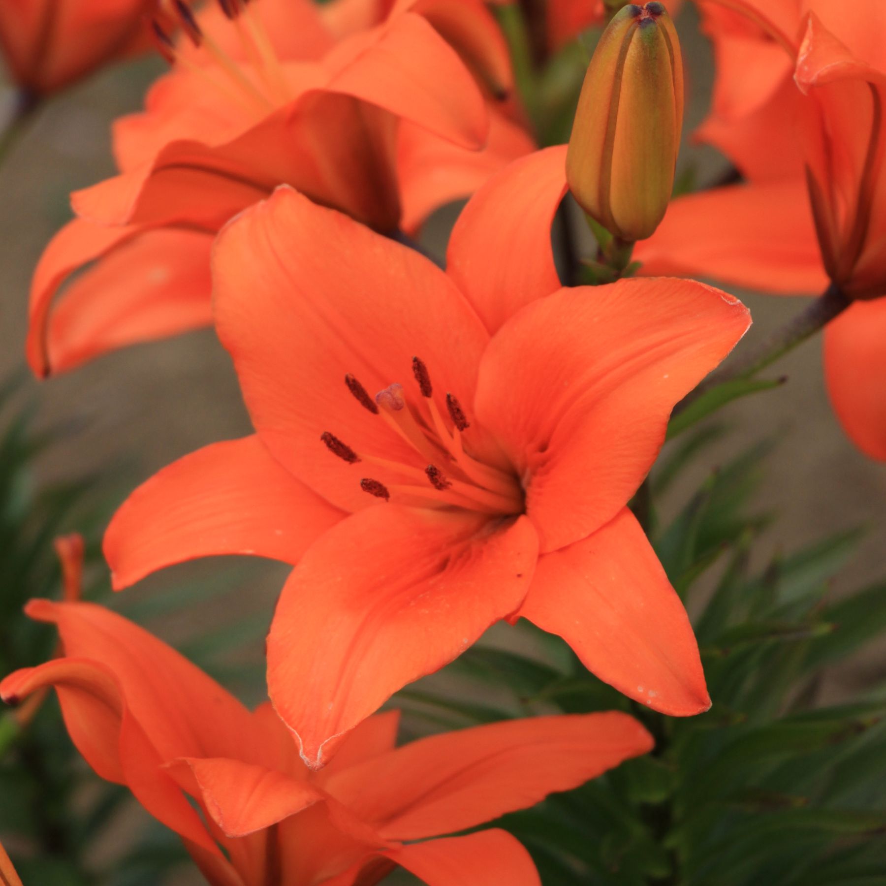 Brunello Asiatic Lily | Order Lily Bulbs online | Bulbs Direct NZ
