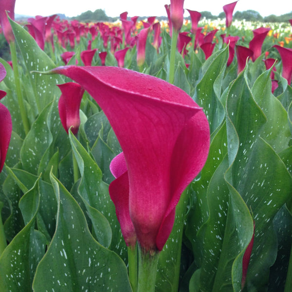 Orient Express Calla Lily | Order Calla Bulbs online | Bulbs Direct NZ