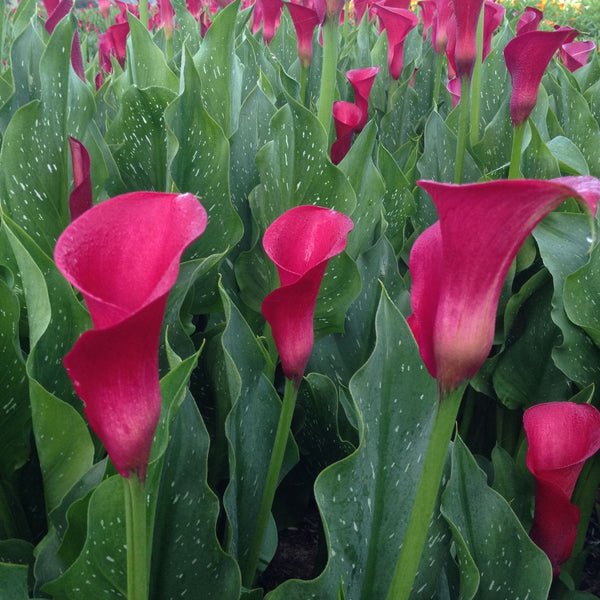Orient Express Calla Lily | Order Calla Bulbs online | Bulbs Direct NZ