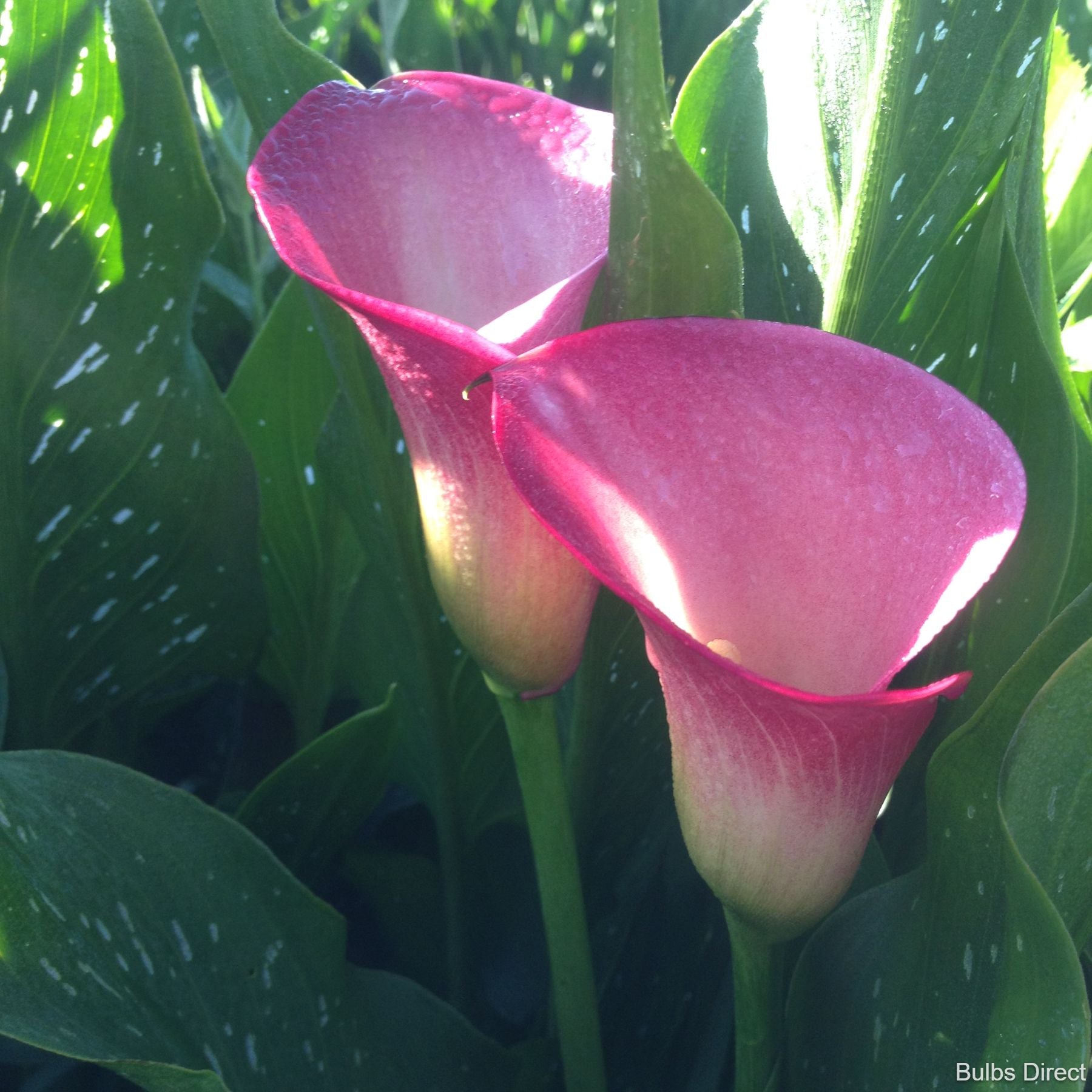 Pink Callas | Buy Calla Lily Bulbs online | Bulbs Direct NZ
