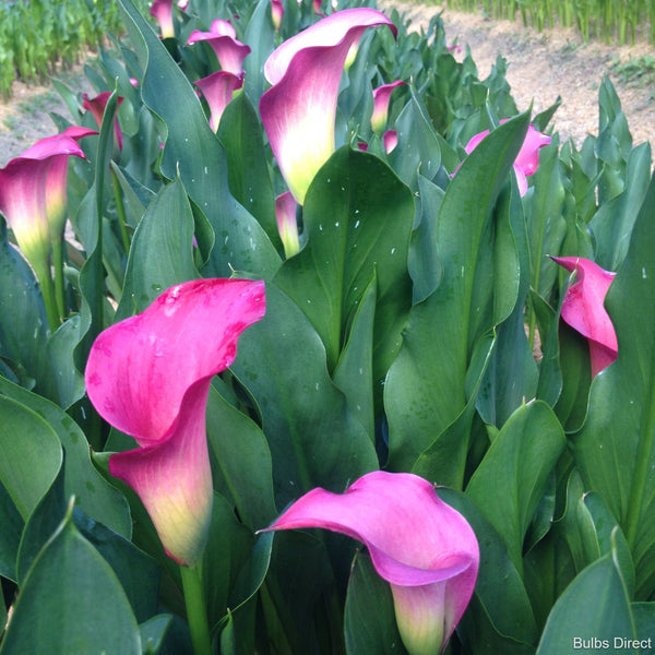 Pink Puppy Callas | Buy Calla Bulbs direct from the Grower | Bulbs Direct