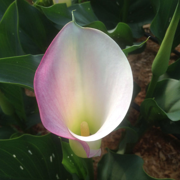 Candyfloss Calla Lily | Buy Calla Bulbs Direct from the grower
