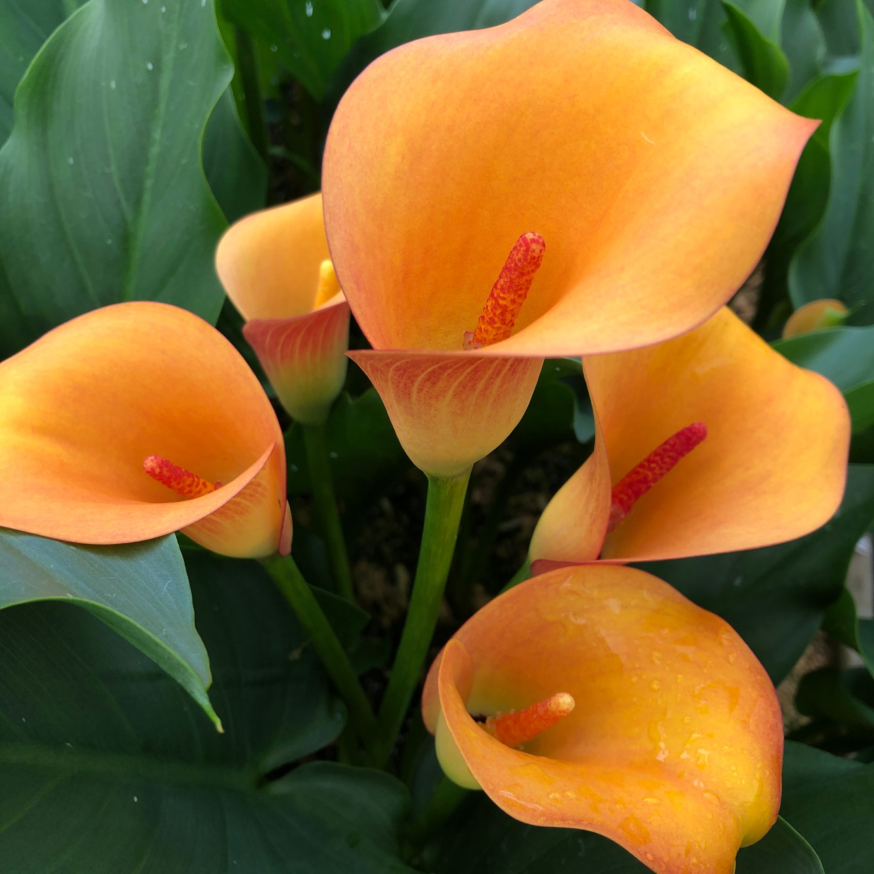 Jack Olantern Calla | Order Calla Lily Bulbs online - Bulbs Direct NZ