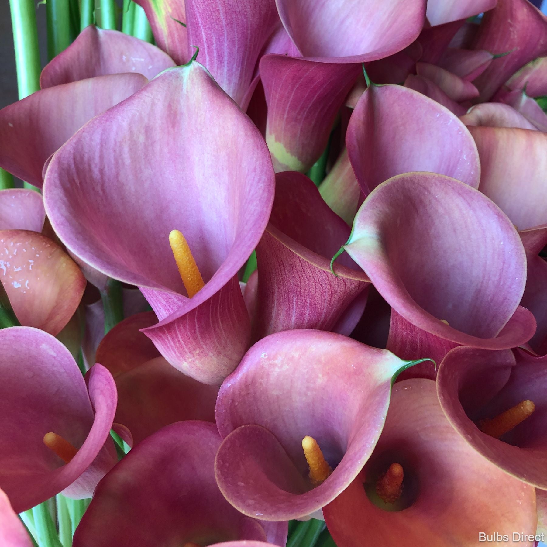 Salmon Beauty Callas | Order Calla Lily Bulbs online - Bulbs Direct NZ