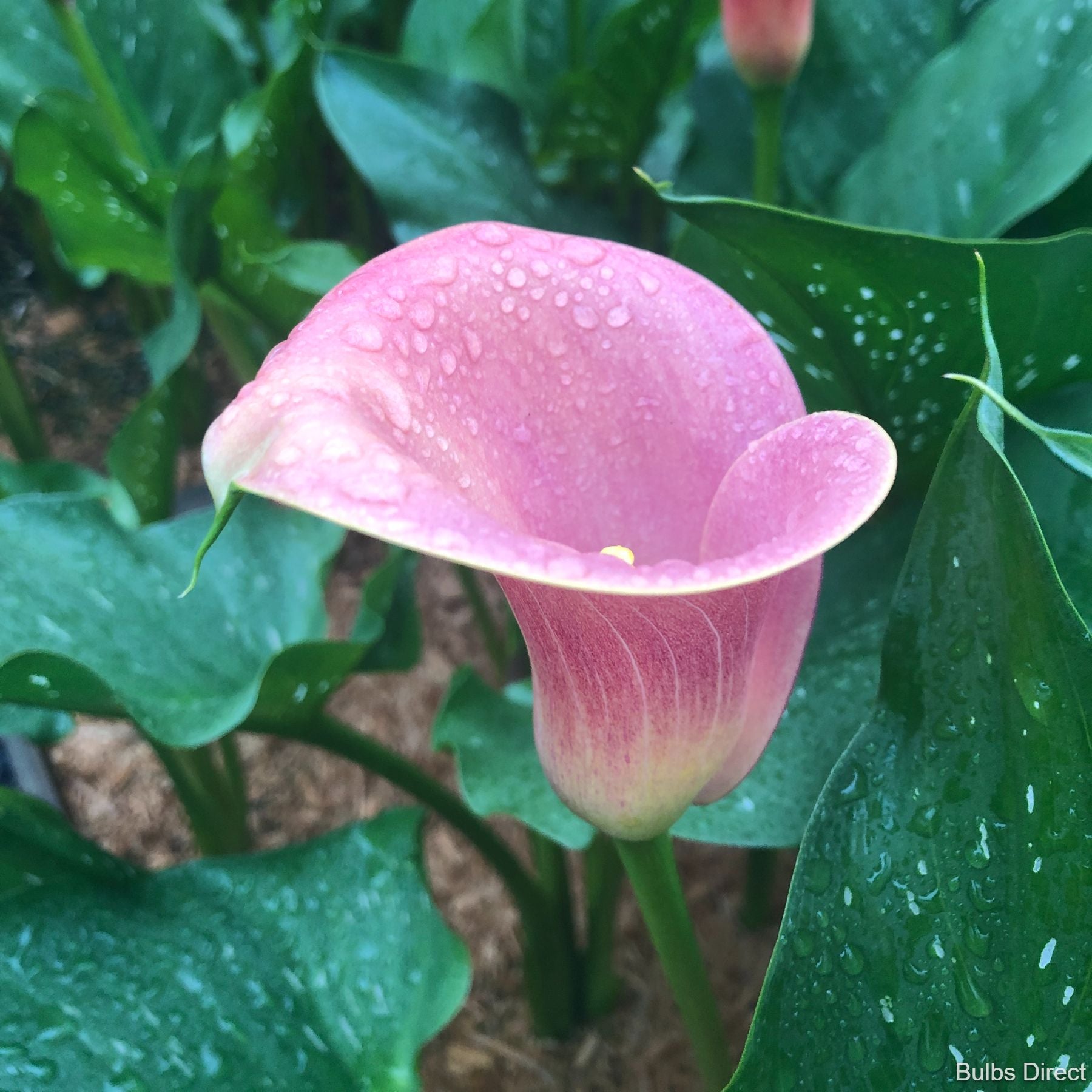 Salmon Beauty Callas | Order Calla Lily Bulbs online - Bulbs Direct NZ