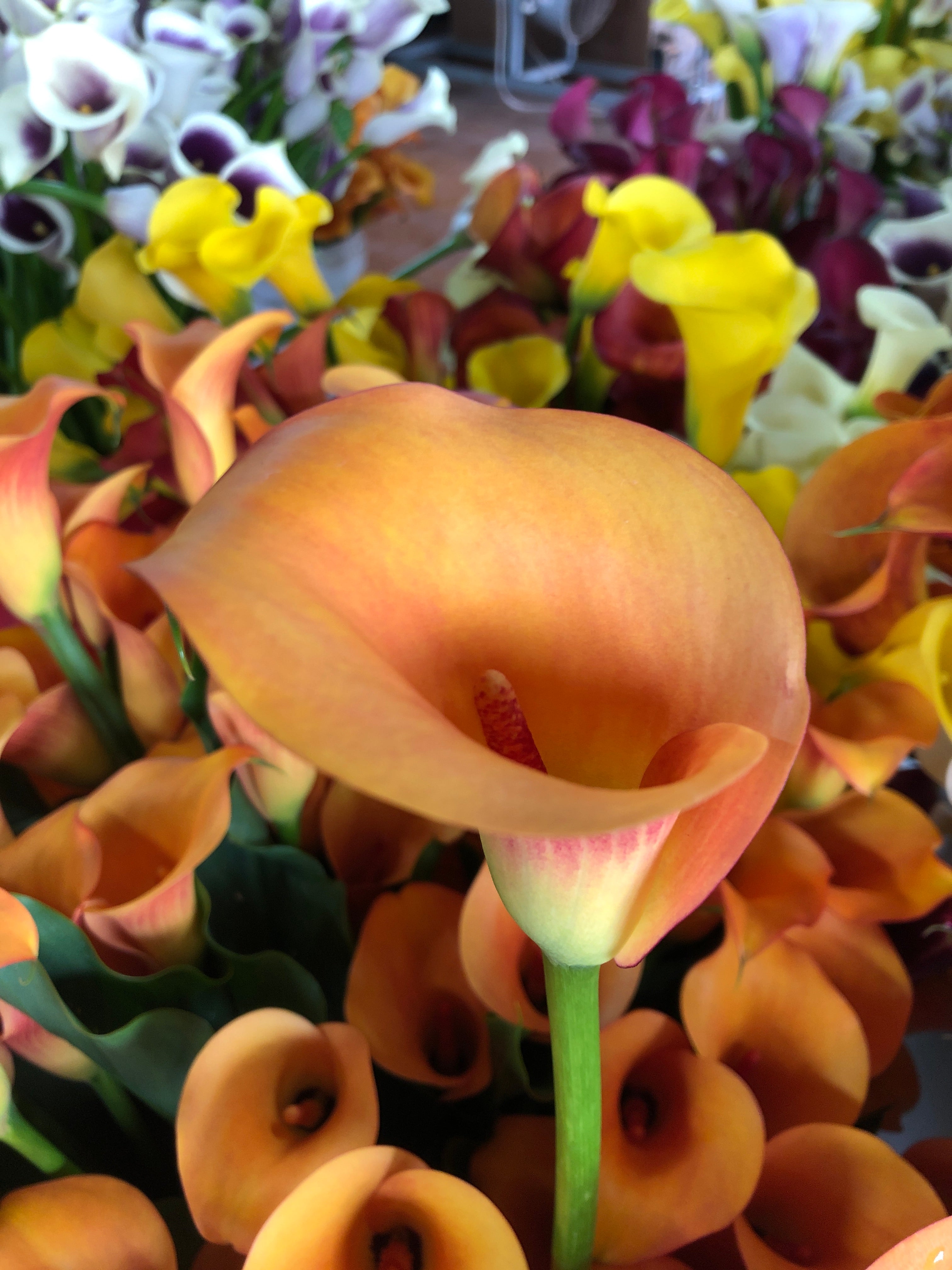 Jack Olantern Calla | Order Calla Lily Bulbs online - Bulbs Direct NZ