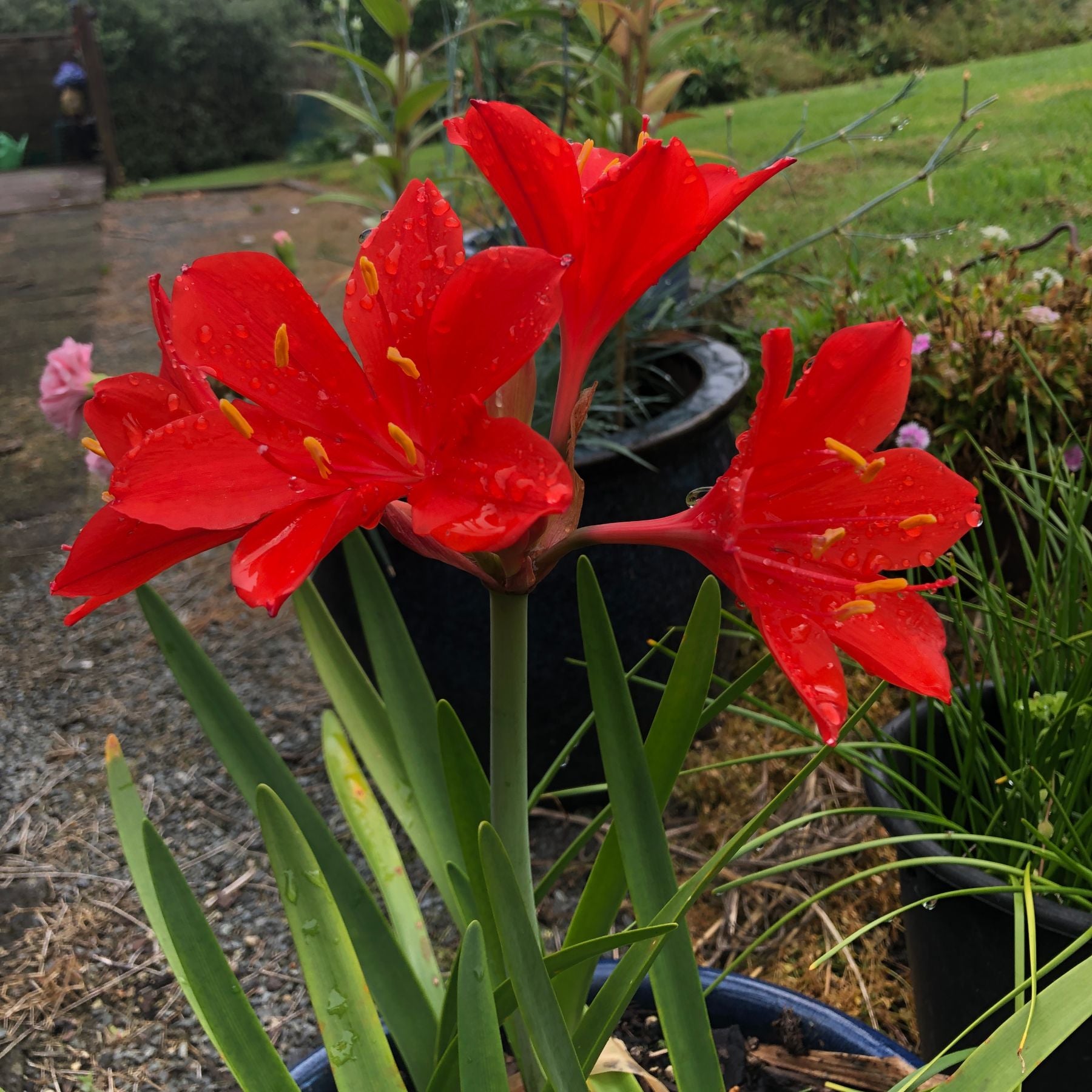 Red Vallota – Bulbs Direct