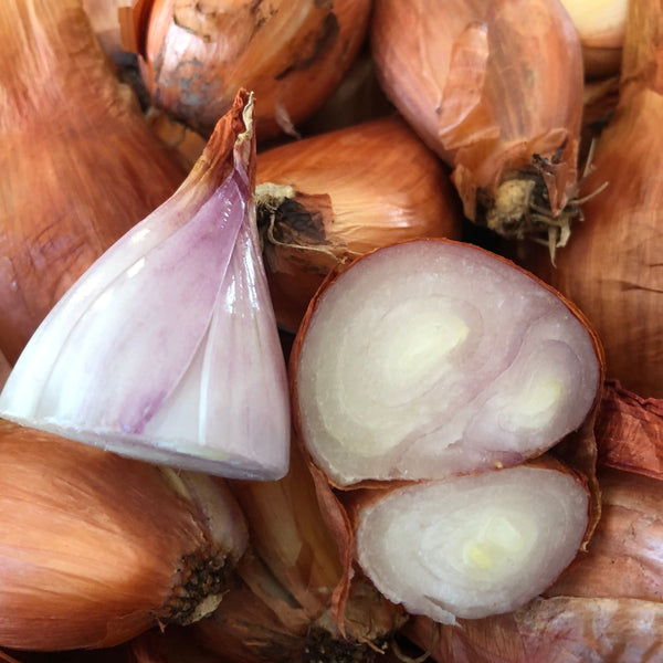 Big Red Shallots | Order your Shallots Online | Bulbs Direct NZ