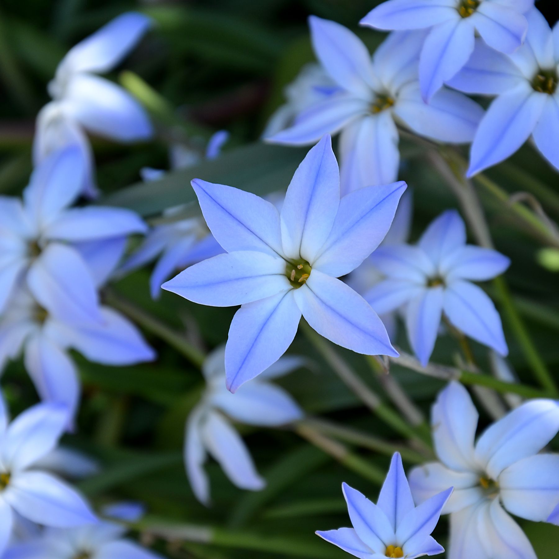 Ipheion Jessie | Order your Ipheion Bulbs online | Bulbs Direct NZ