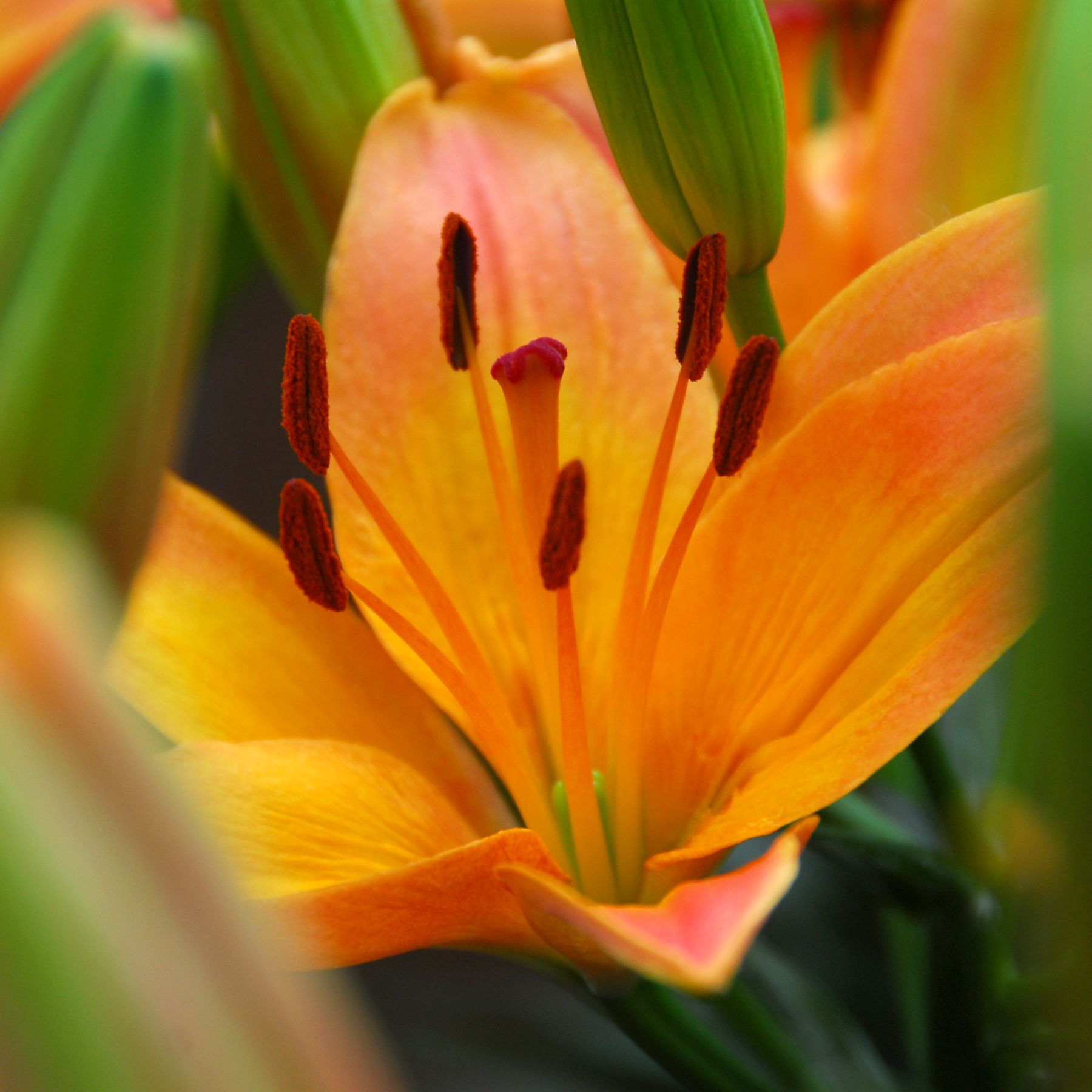 Ladylike Asiatic Lily | Order Lily Bulbs online | Bulbs Direct NZ