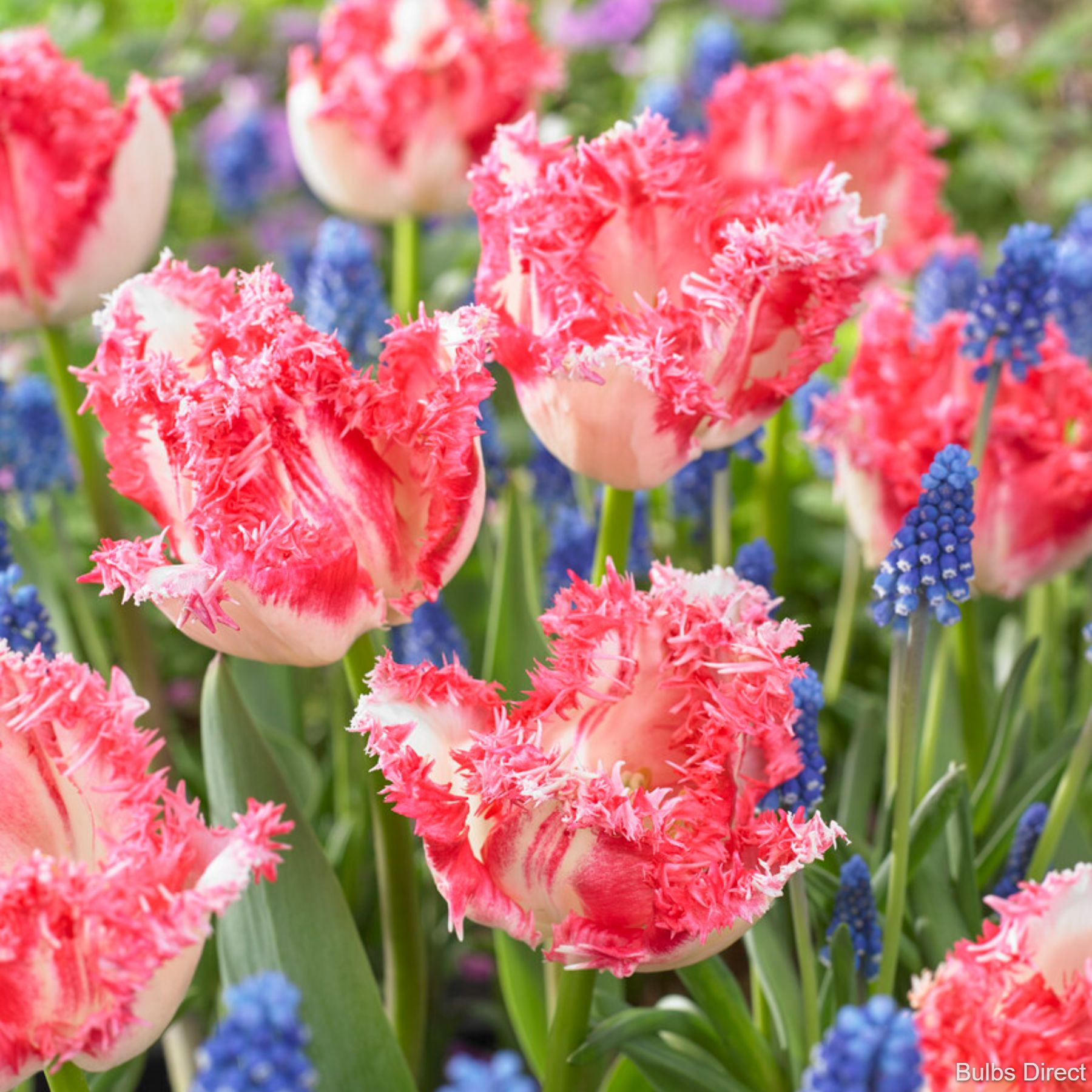 Tulip Neglige | Buy Neglige Tulip Bulbs online | Bulbs Direct NZ