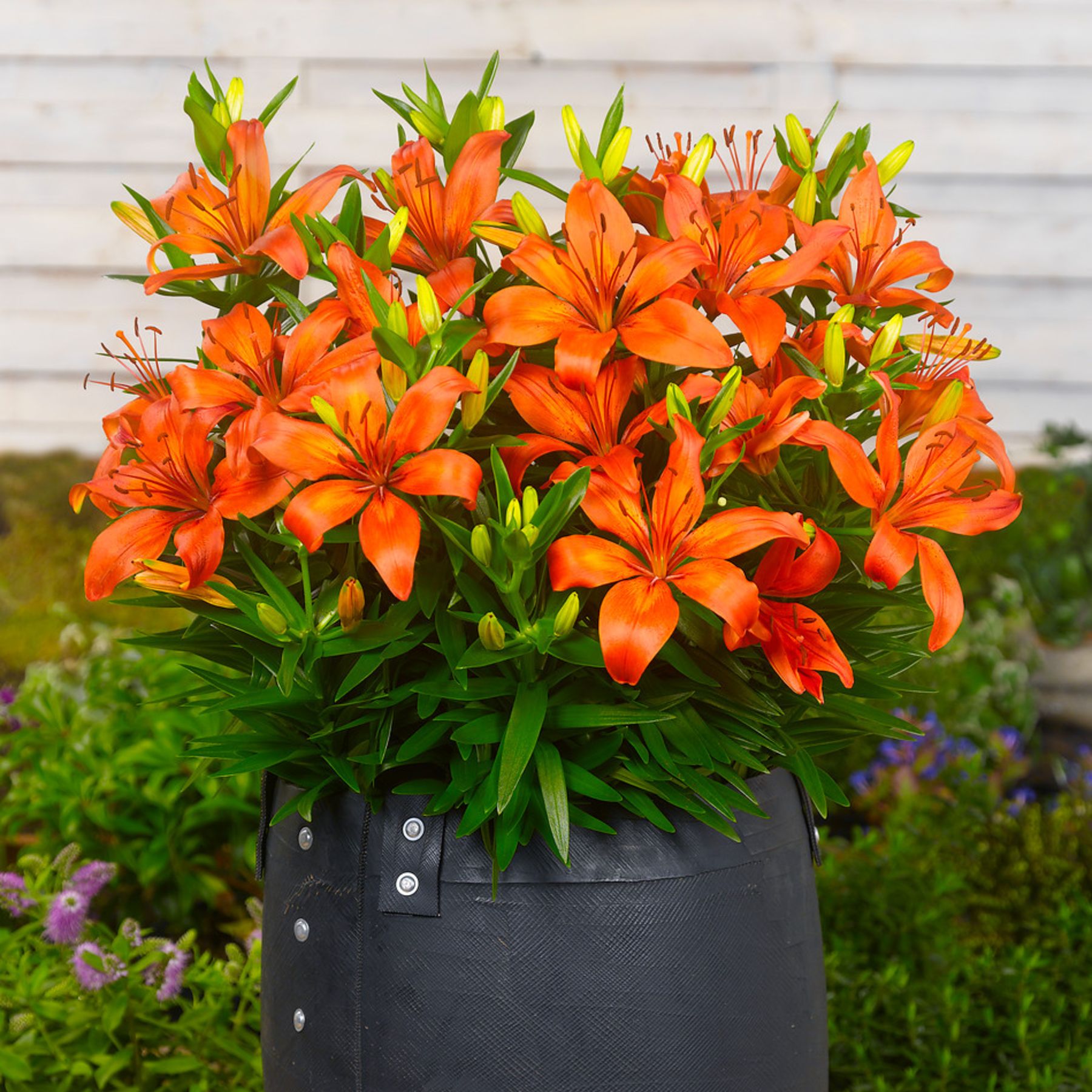 Orange Matrix Asiatic Lily | Order Lily Bulbs online | Bulbs Direct NZ