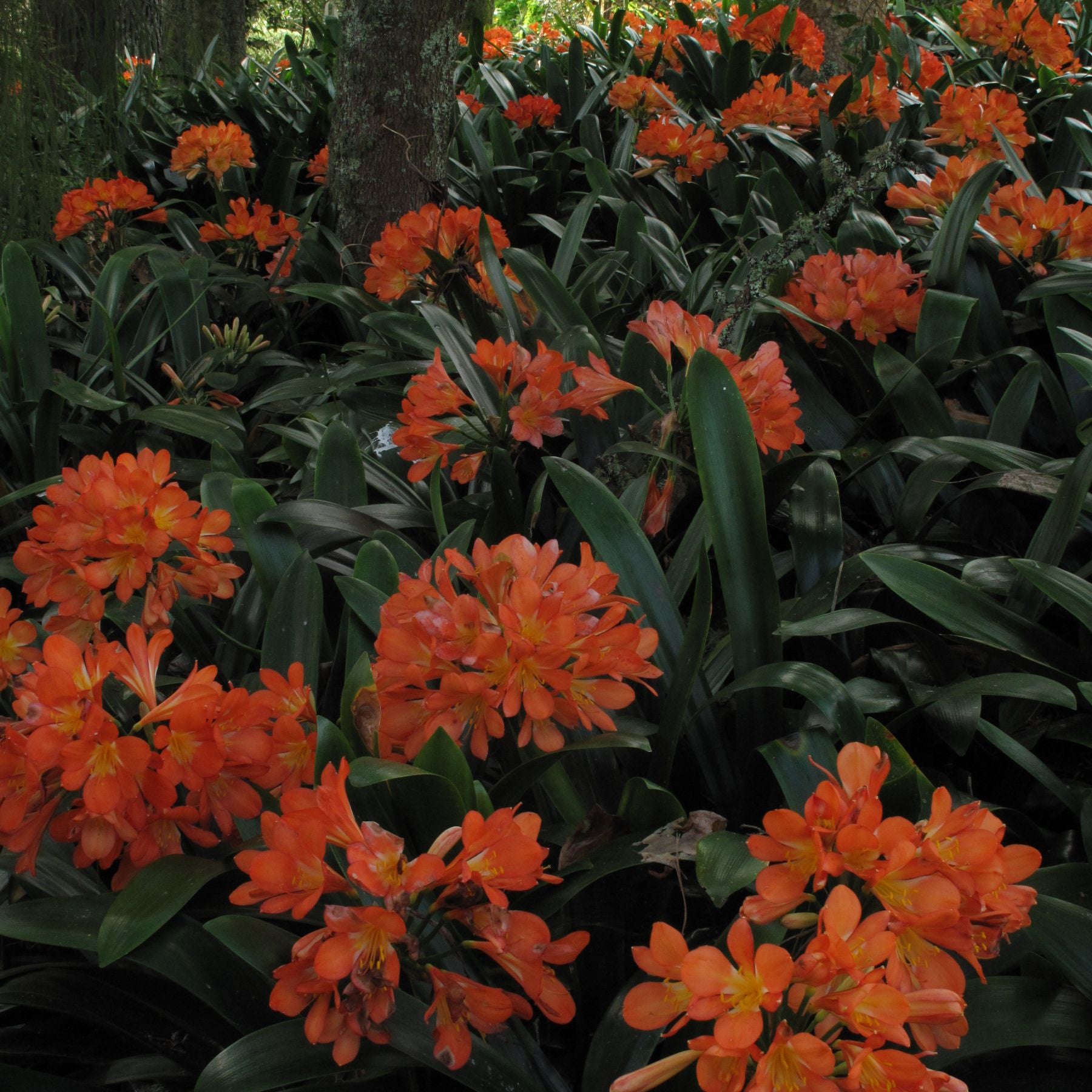 Keith Hammett Orange Clivia | Order Clivia Online | Bulbs Direct NZ